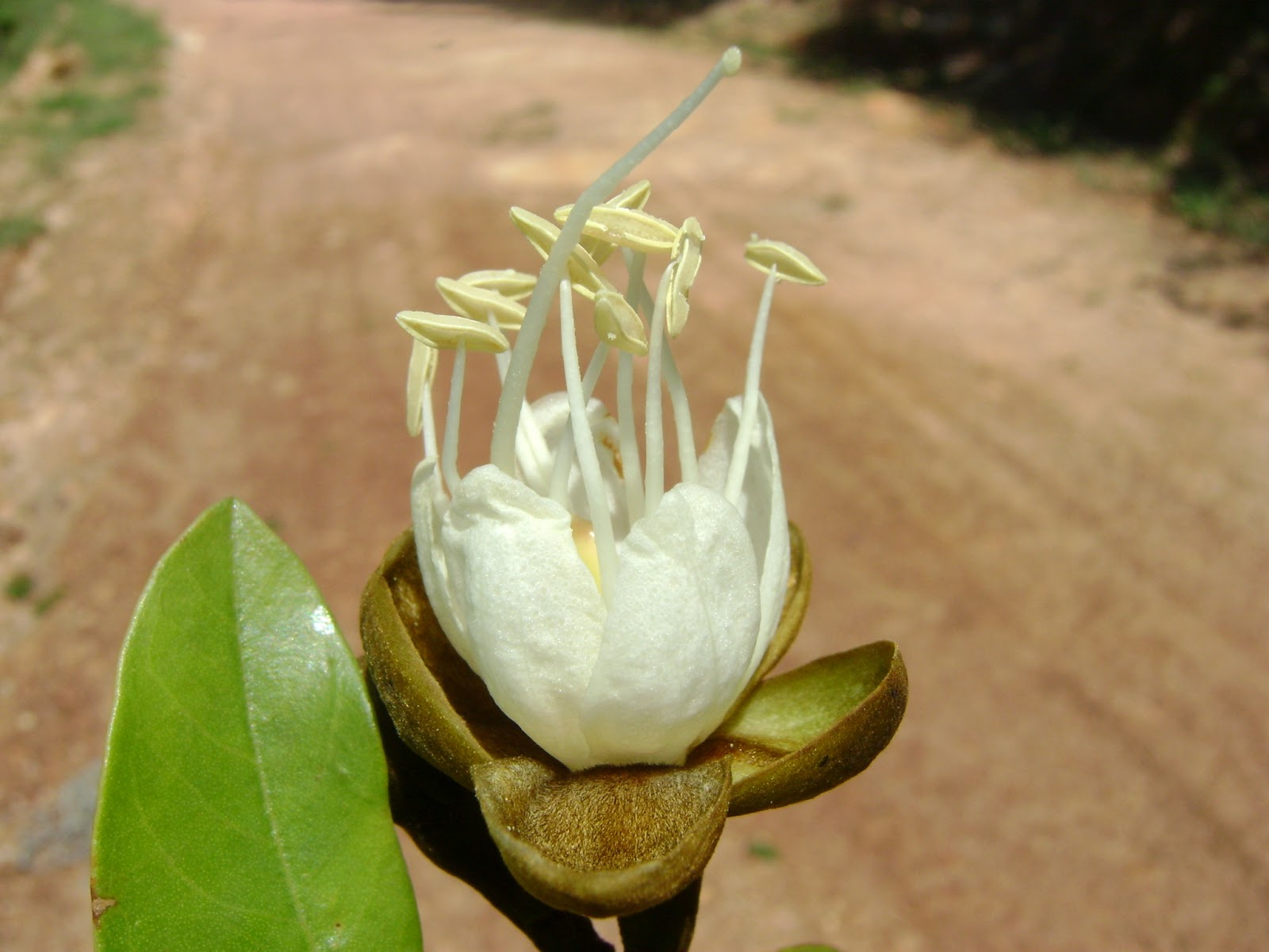Fabaceae - Leguminosae no Brasil: Fabaceae - Hymenaea courbaril L ...