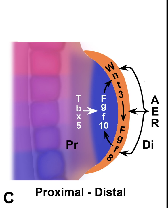 Understanding the 'Why' of Upper Extremity Birth Differences Part 1 ...