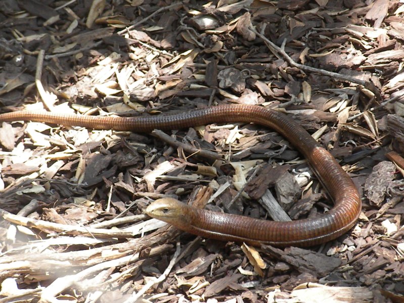 The Zoo Review: Species Fact Profile: European Legless Lizard ...