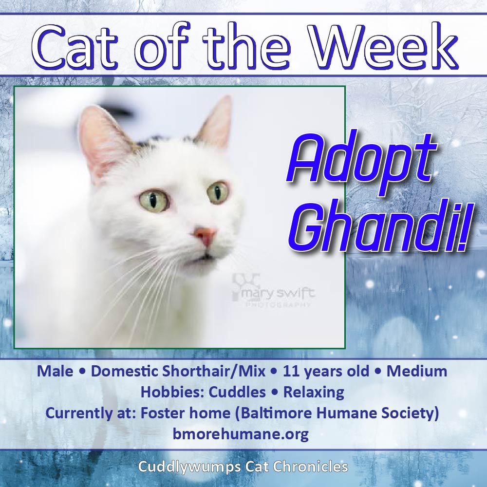The Cuddlywumps Cat Chronicles: Cat of the Week: Ghandi