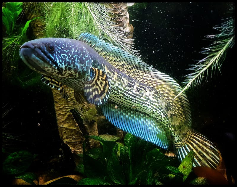 14 Nama Latin Ikan Gabus Dilengkapi Nama Inggris dan Lokalnya - Nama ...