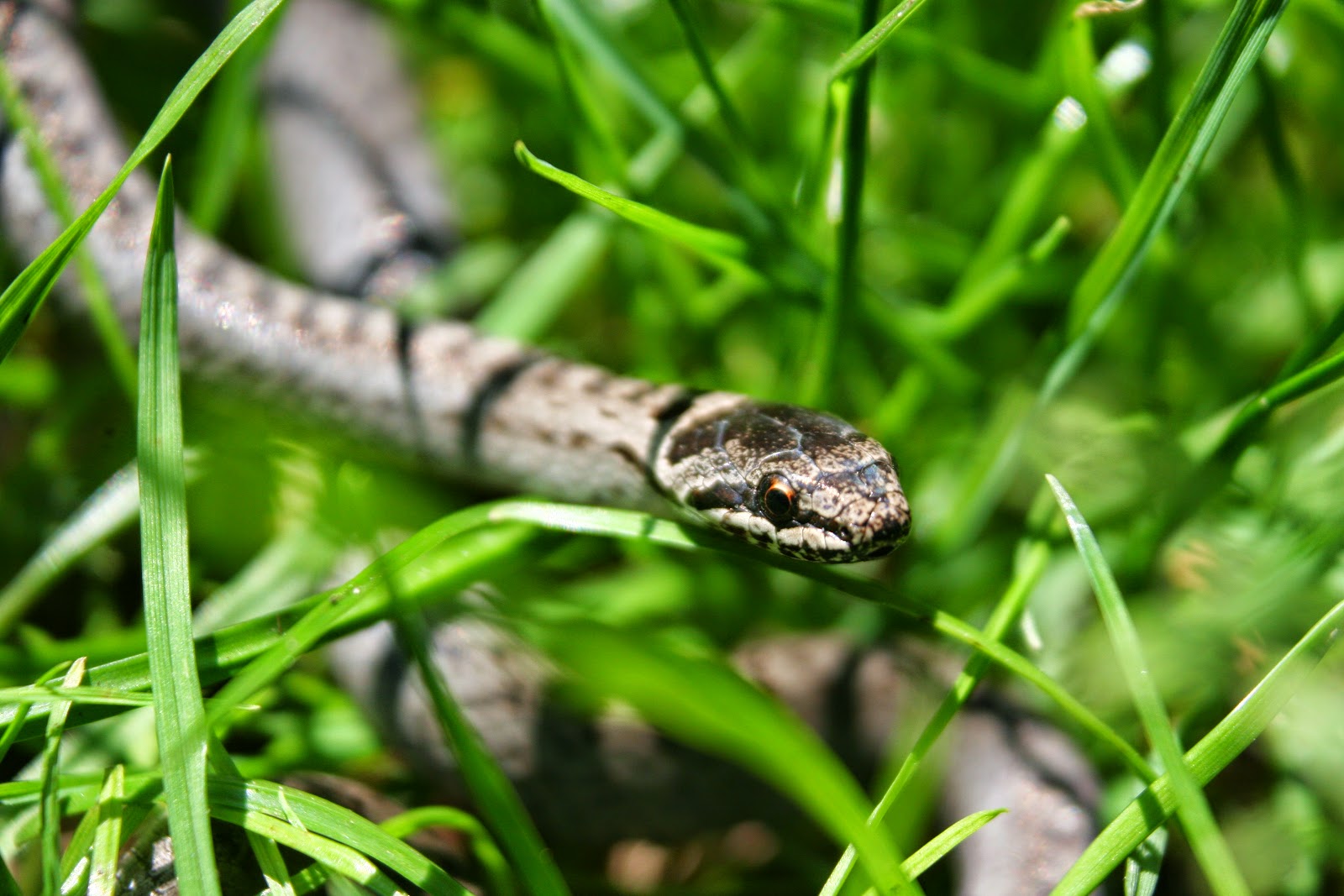 Slangen van ´t Nederlands taalgebied en West-Europa