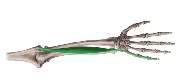 Un dermatólogo en el museo : Miguel Ángel y la anatomía: El músculo del ...