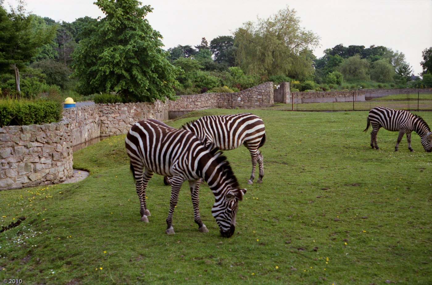 Trabajar en el zoo: Cuidados de la cebra