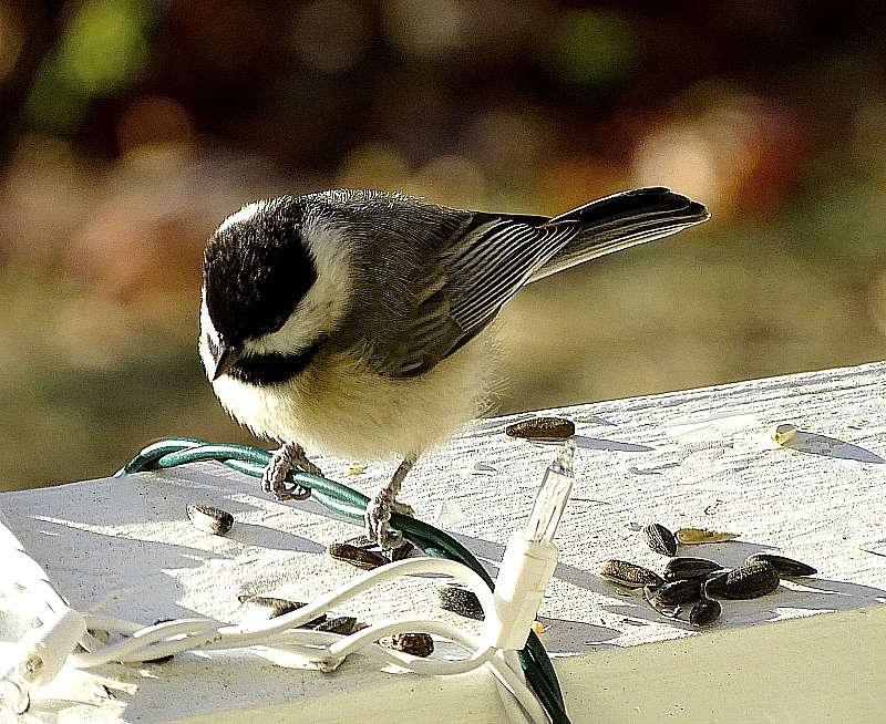 A Breath of Fresh Air: Keeping the winter garden lively