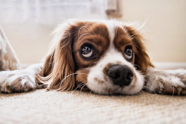 10 things that stress out dogs the most