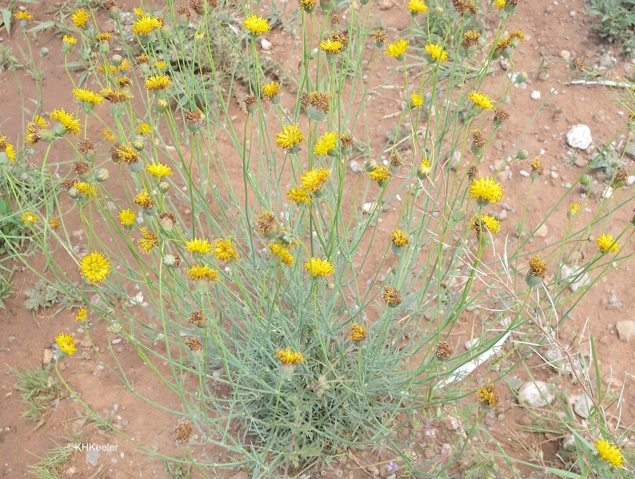 A Wandering Botanist: Plant Story--Hopi Tea Greenthread, Thelesperma ...