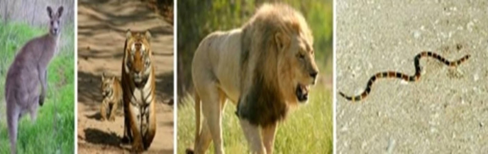 blognya bgeografi: hewan bioma stepa