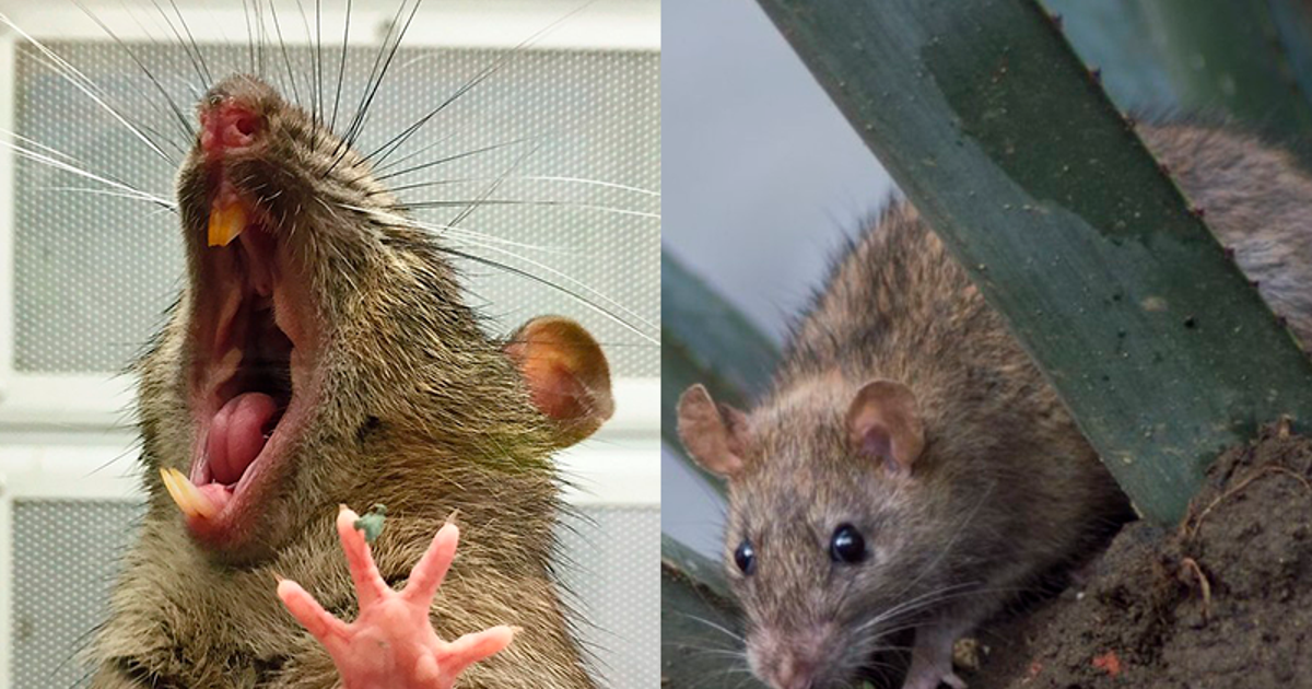 Transmisión de Rabia por mordedura de Roedores