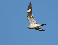 COMMON NIGHTHAWK