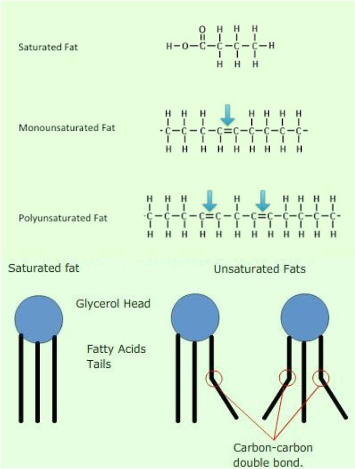 Student Study Notes: STPM Biology Biological Molecules Part 10 Lipid ...