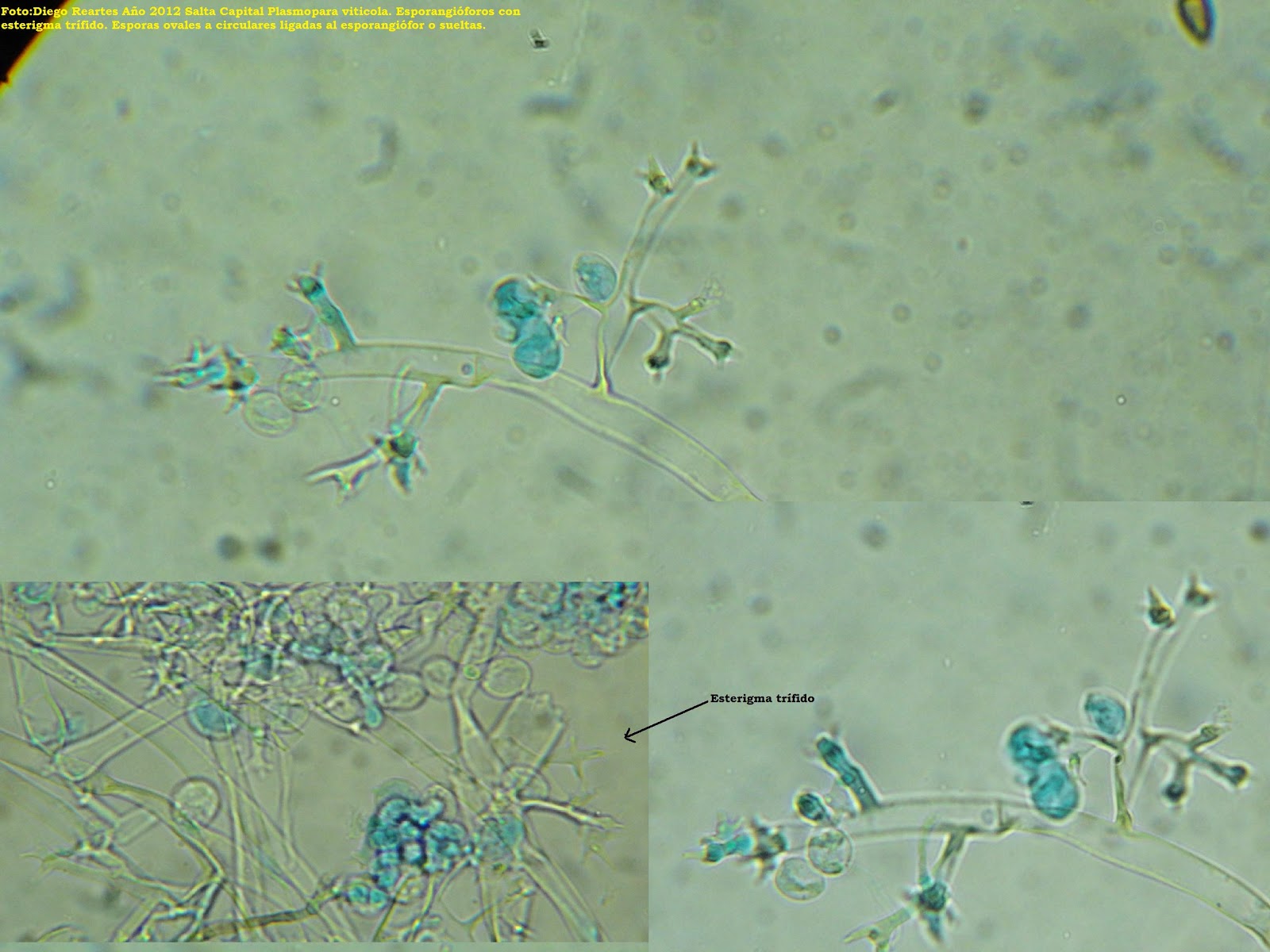 Herbario virtual adscripción: Mildiu de la vid (Plasmopara vitícola)