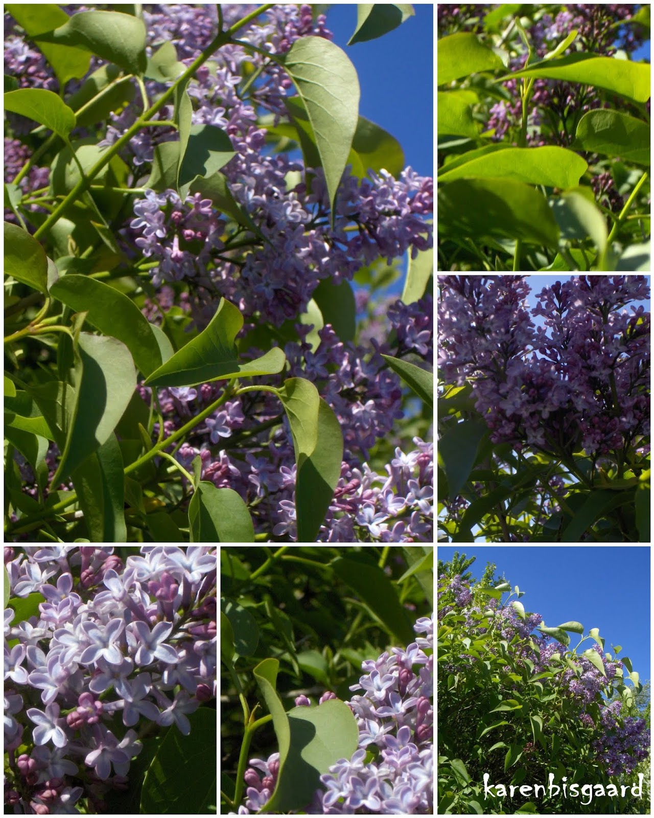 Karen`s Nature Photography: Blooming Lilac Photo Collage.