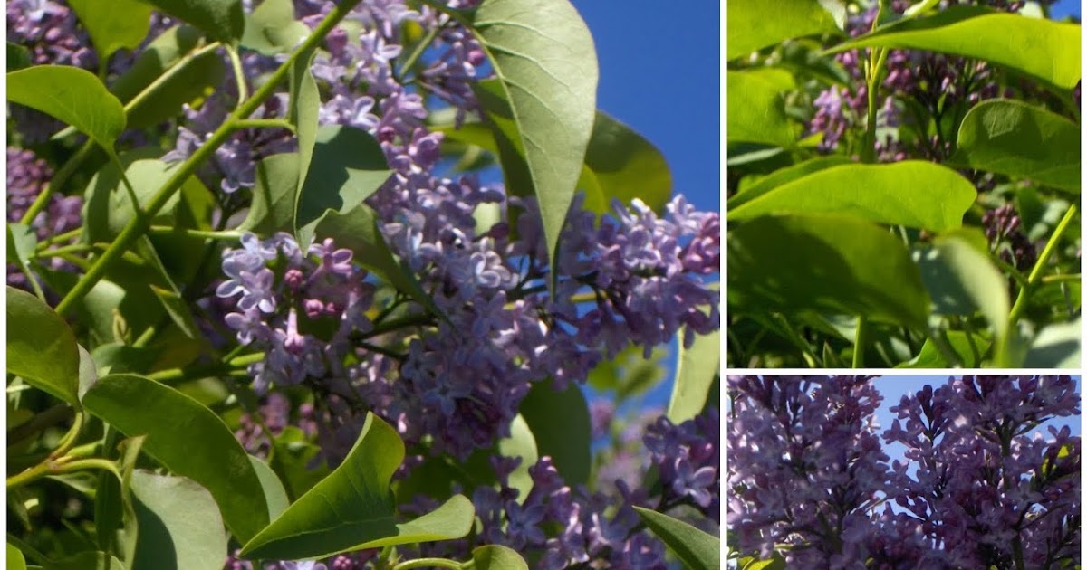 Karen`s Nature Photography: Blooming Lilac Photo Collage.