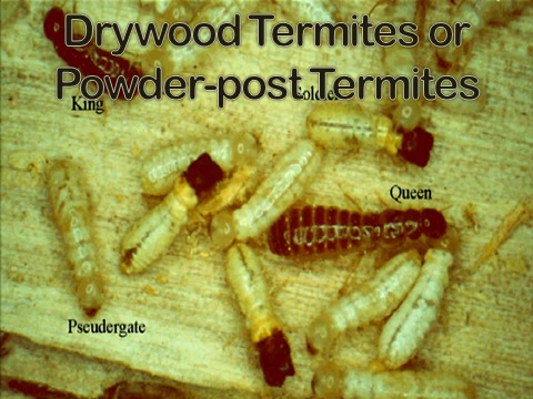 National Committee on Urban Pest Control Training Institute: TERMITE ...