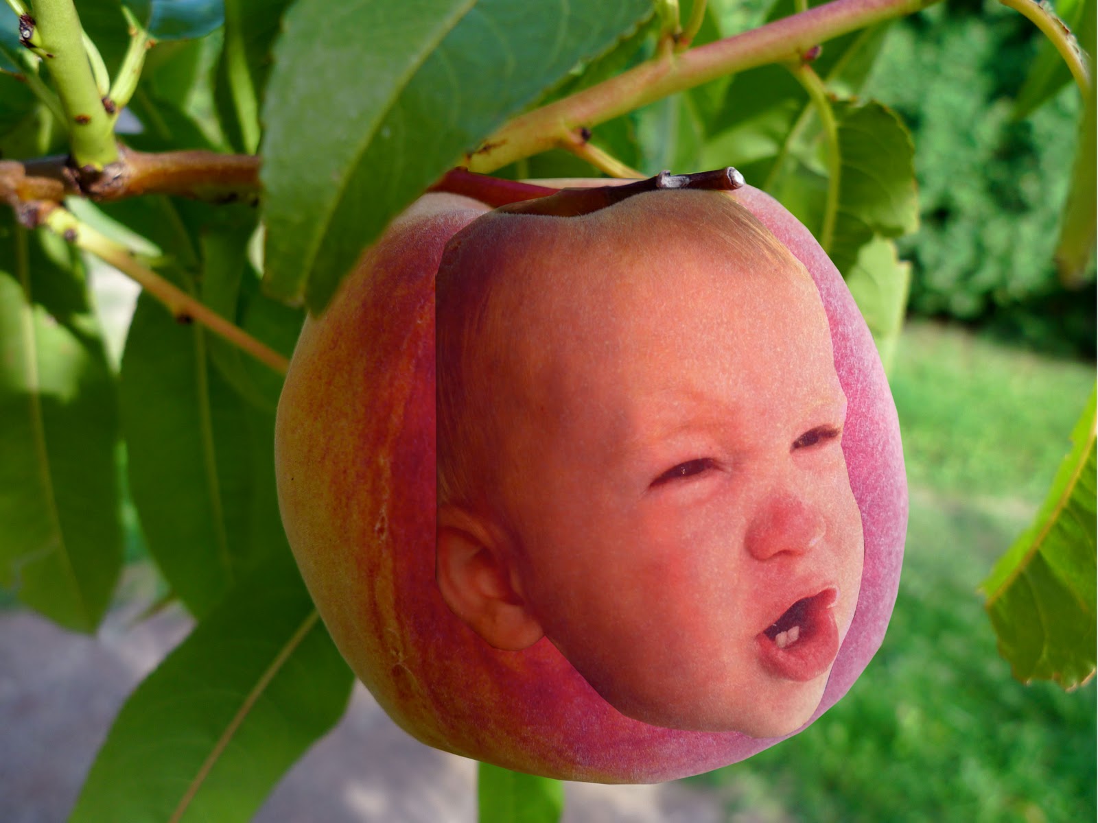 Dylan D. Computer Graphics 3R: Baby Peach face