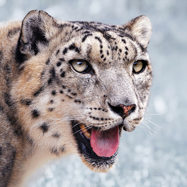 Musings of a Biologist and Dog Lover: Interesting Animals: Snow Leopard