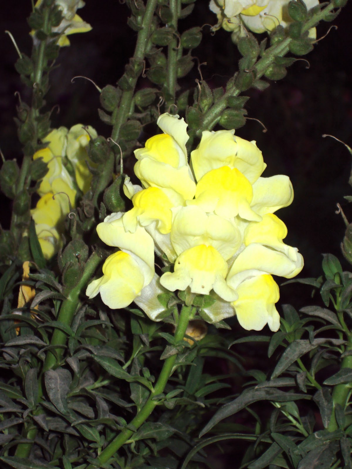 Youth Views: FUN, MAZA AND BEAUTY AT 2ND FLOWER EXHIBITION