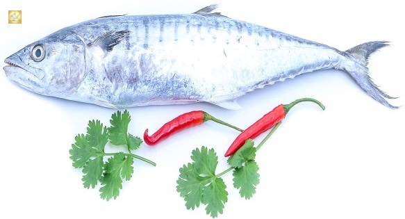 Seer Fish (നെയ്‌മീന്‍/ അയ്‌ക്കൂറ)