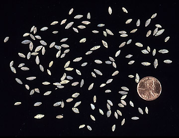 Life Before the Dinosaurs: Fusulinida.