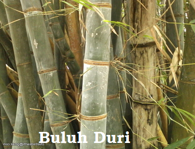 Petak Semai: TANAM BULOH - BULUH DURI (Part 1)