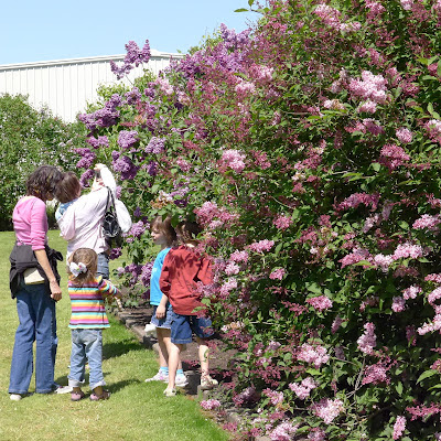 Good Life Northwest: A PHOTO TOUR OF THE HULDA KLAGER LILAC GARDENS