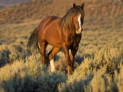 Cute Funny Animalz: American Mustang Horse New Best HD Wallpapers 2013