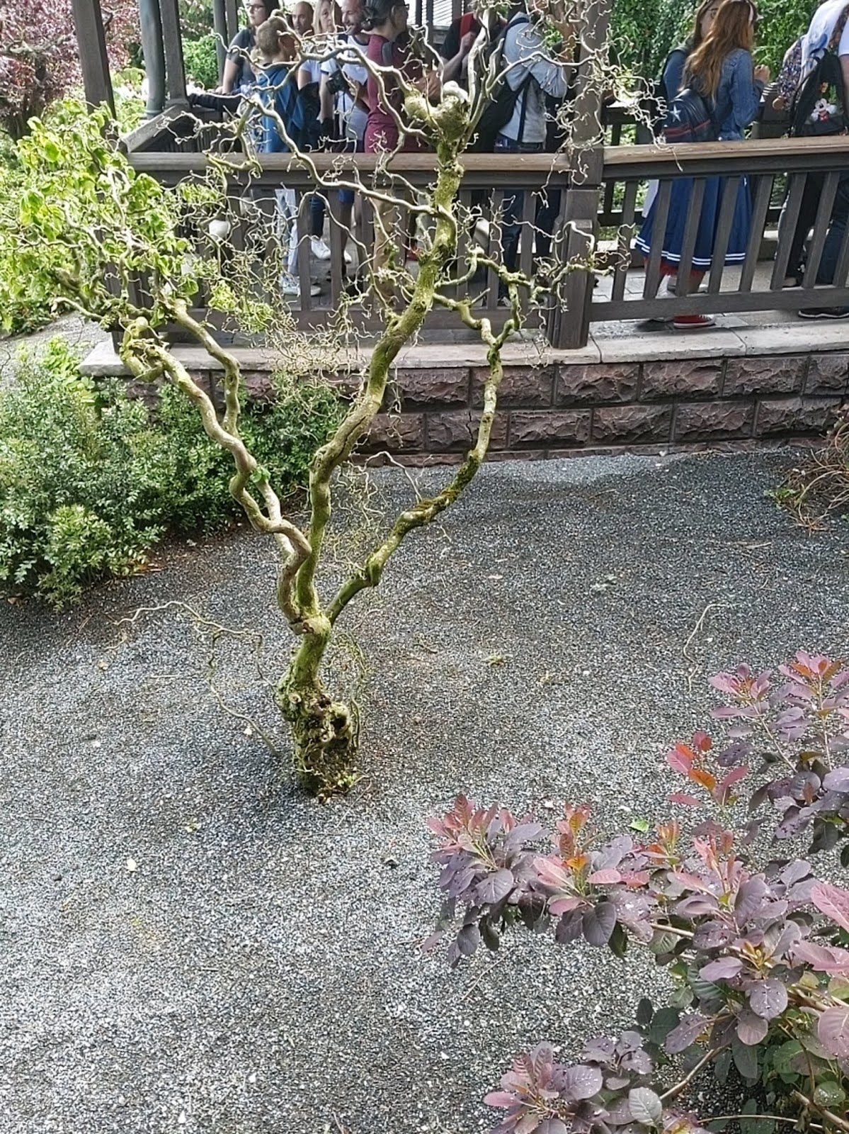 Contorted Filbert Trees or Walking Stick Trees at Disney's Phantom ...