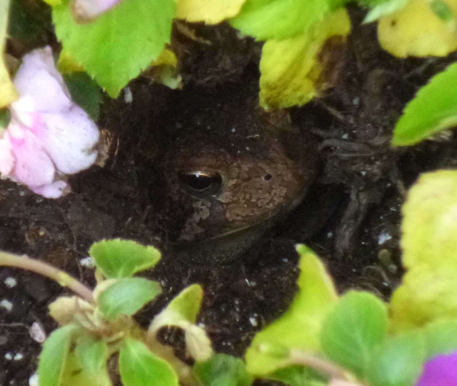 A Toad in Our Flower Pot