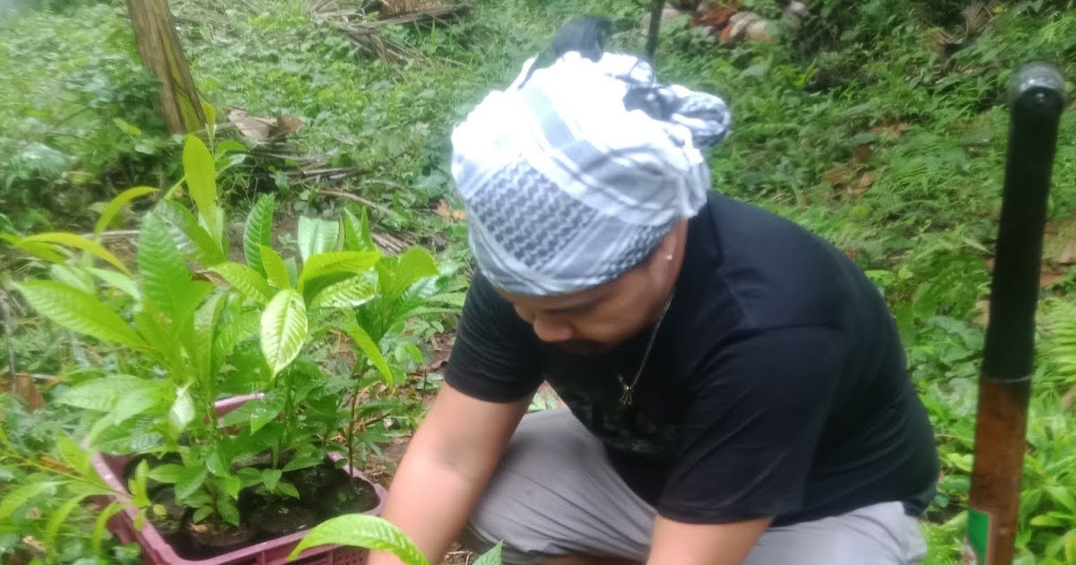 Boris Private Sanctum: Time to Plant Toog (Petersianthus quadrialatus)