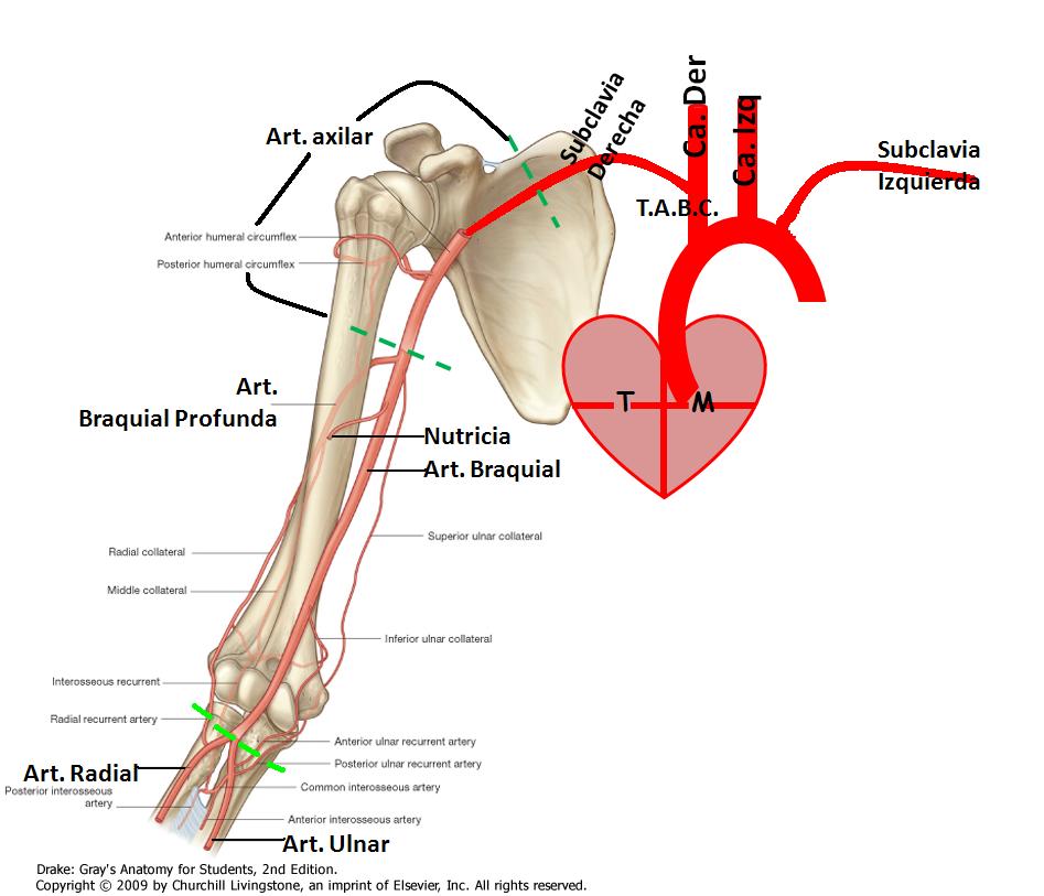 Sistema Circulatorio: Vascularización de la extremidad superior