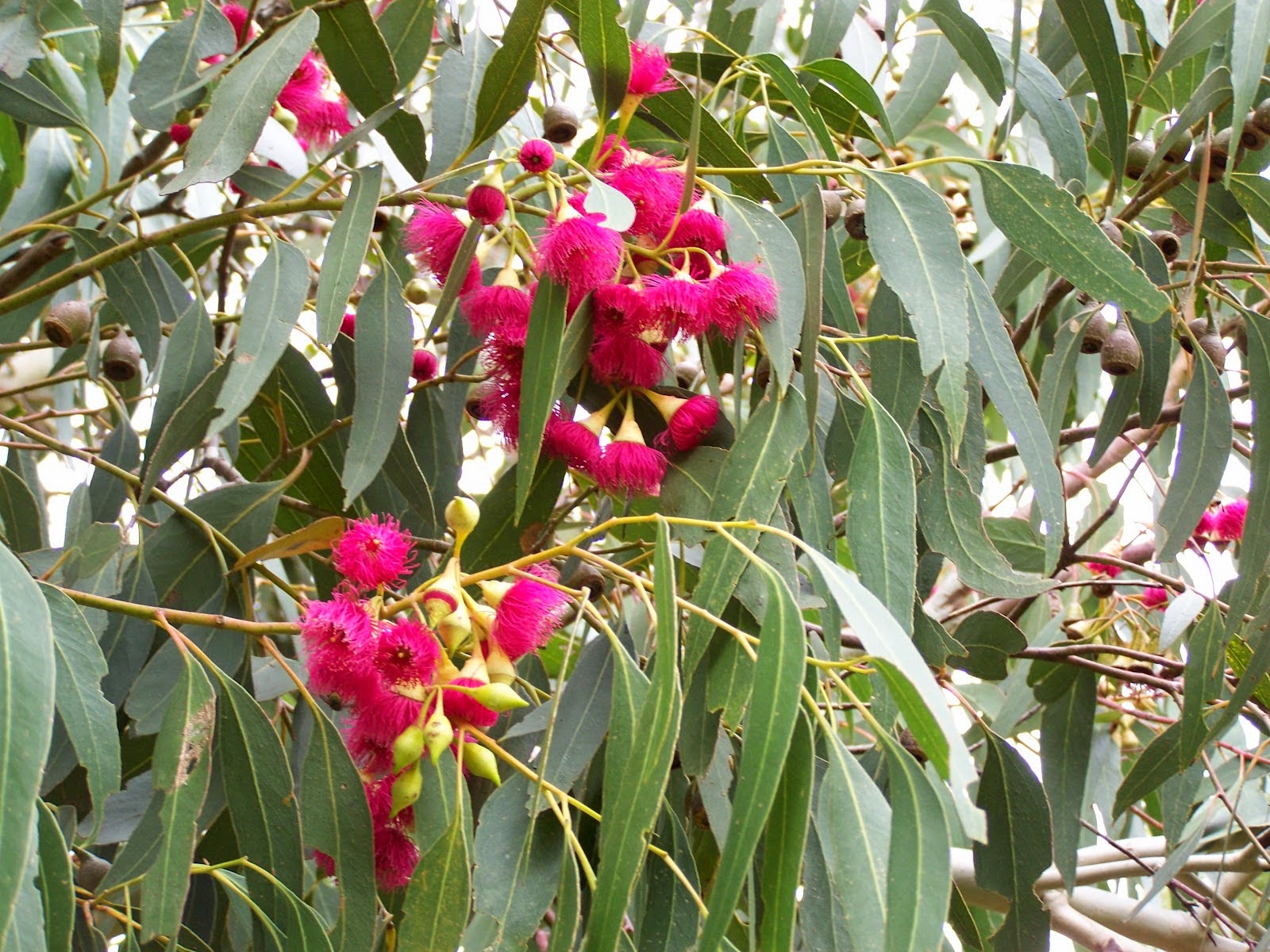 The Kundalini Consortium: Kundalini and Akasha