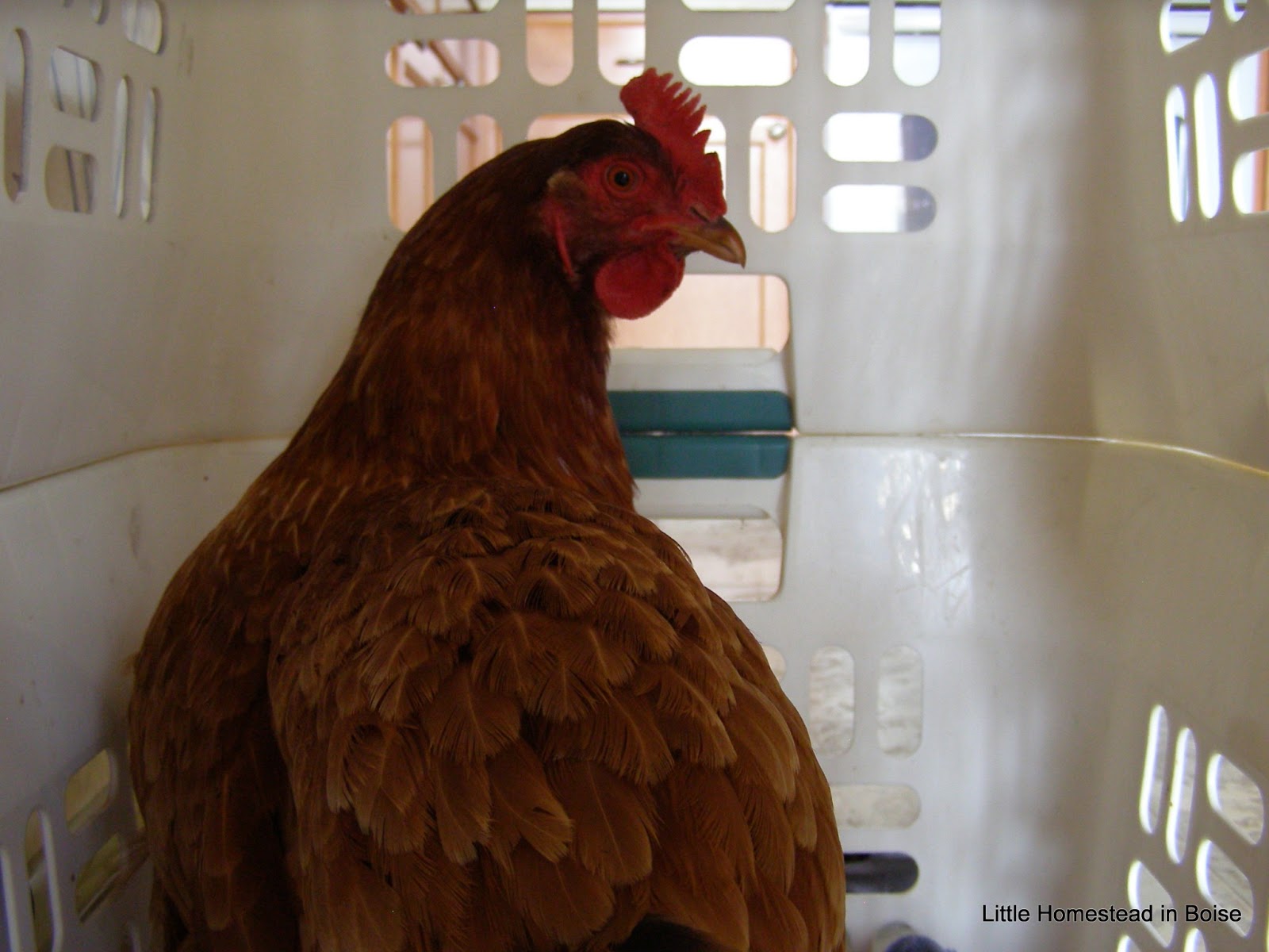 Little Homestead In Boise : Nursing a Sick Chicken & A Tip For Keeping ...