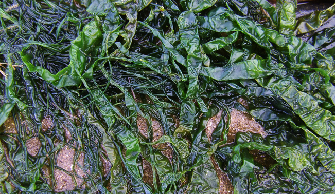 Kosmetyki naturalne ekologiczne – Kalista bloguje: Algi ( glony ...