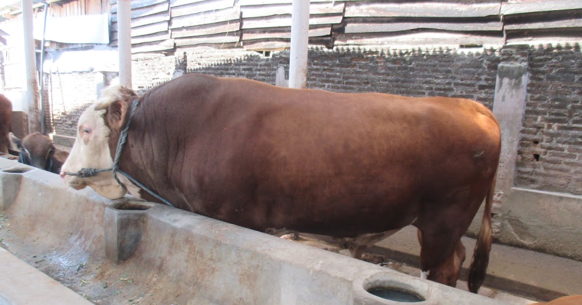 Godhong Ijo: Berat Sapi Meningkat 2 Kg /Hari