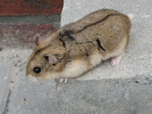 PuRpLe viOLet: the campbell hamster