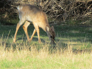 Stumpy Wanders: March 2013