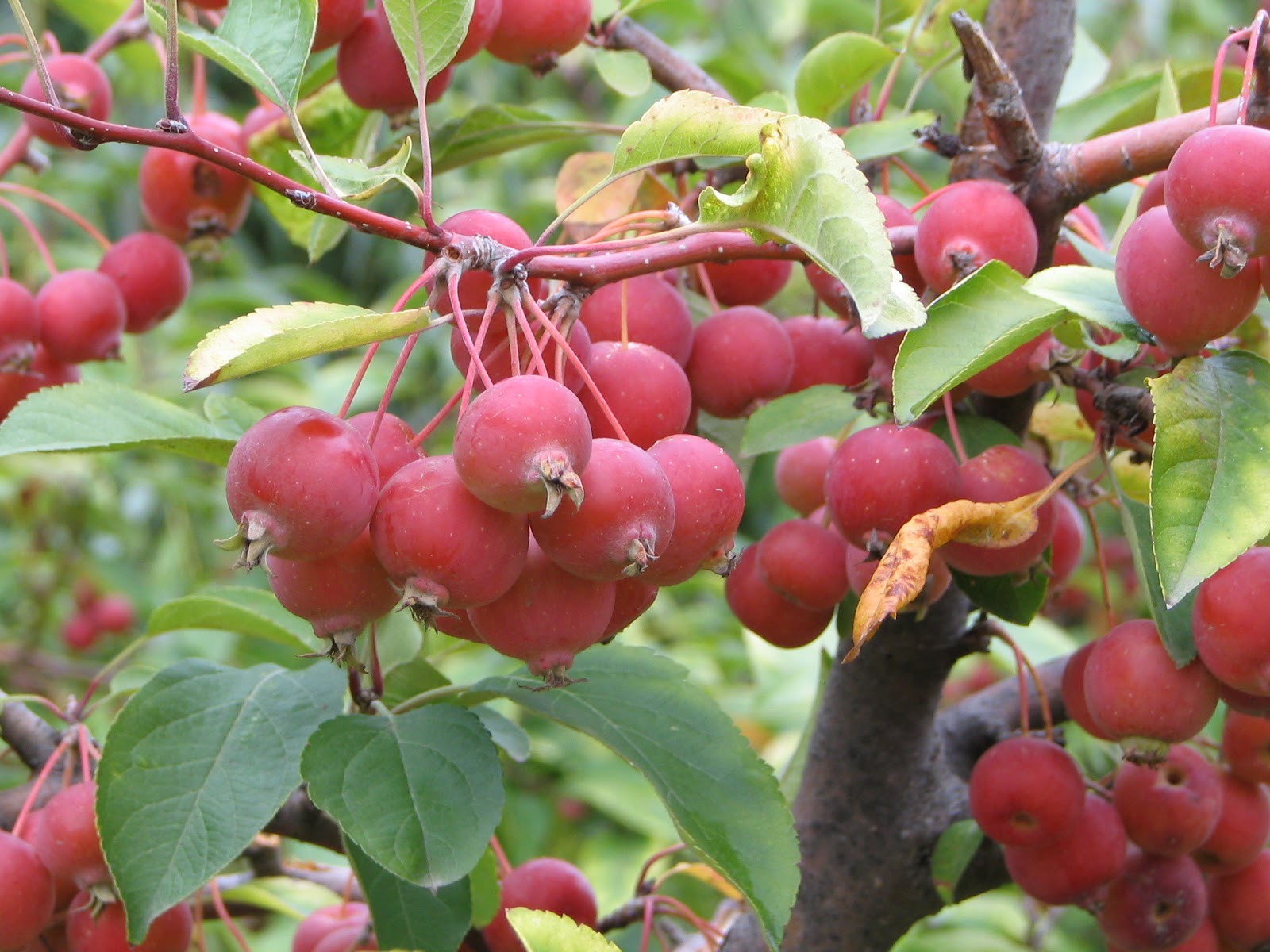 LA MULTI ANI, ROMANIA!: Merisoare
