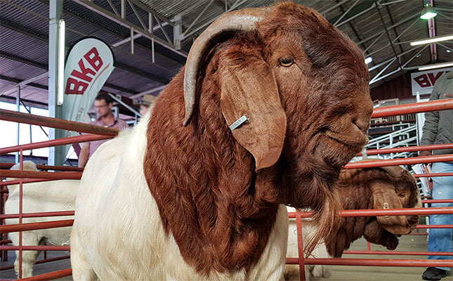 Show Boer Goats