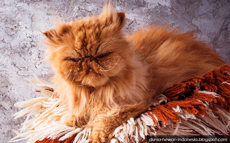 Kamu Wajib Tahu! Simak Macam Macam Kucing Peliharaan yang Diminati ...