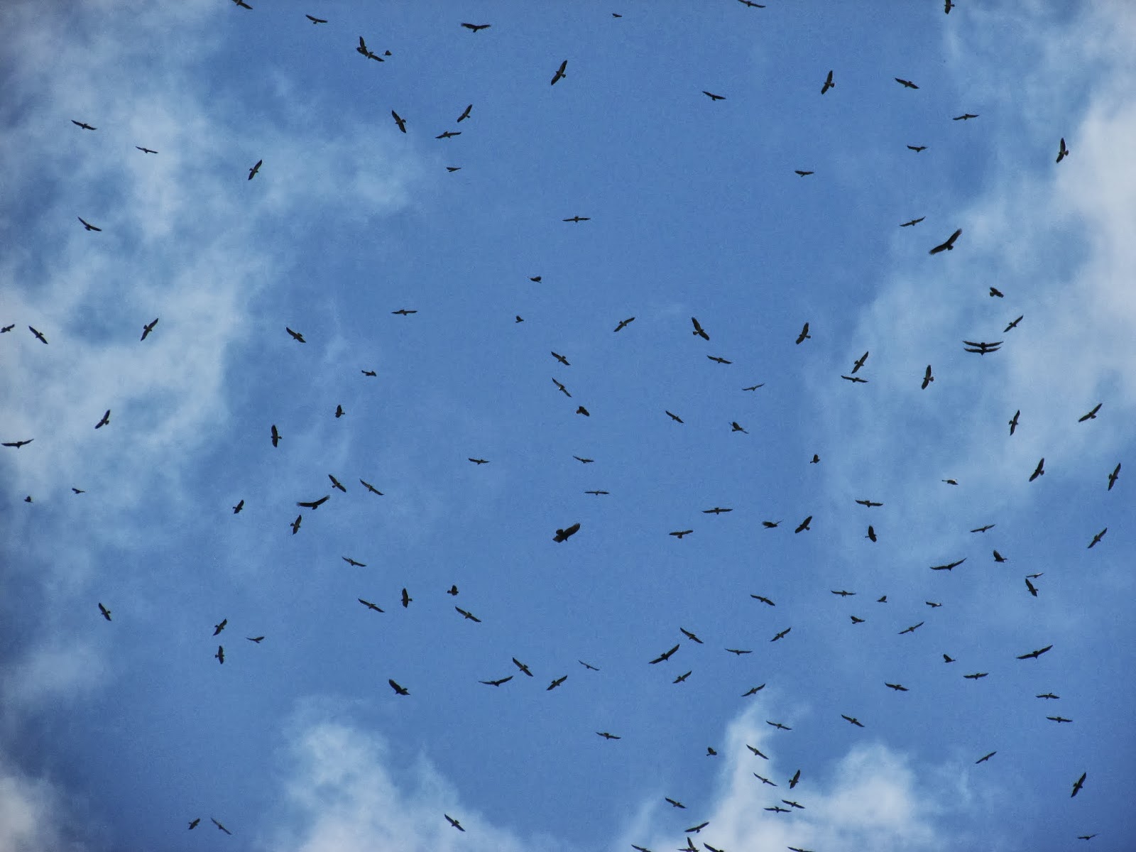 Central America: Broad-winged hawk migration