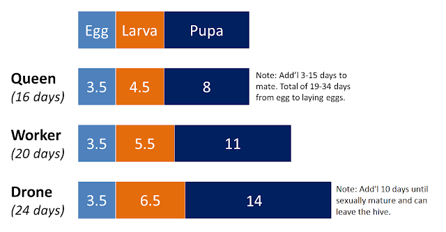 Happy Hour at the Top Bar: Bee Math