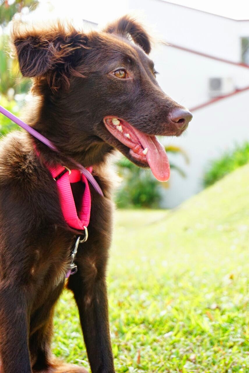 HOPE Dog Rescue: Hope Dog Rescue Adoption Drive Happening This Sunday