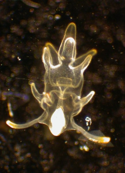 Ephemeral Curios: Starfish larva