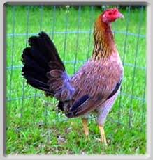 Gamecock Fowl: Game Fowl