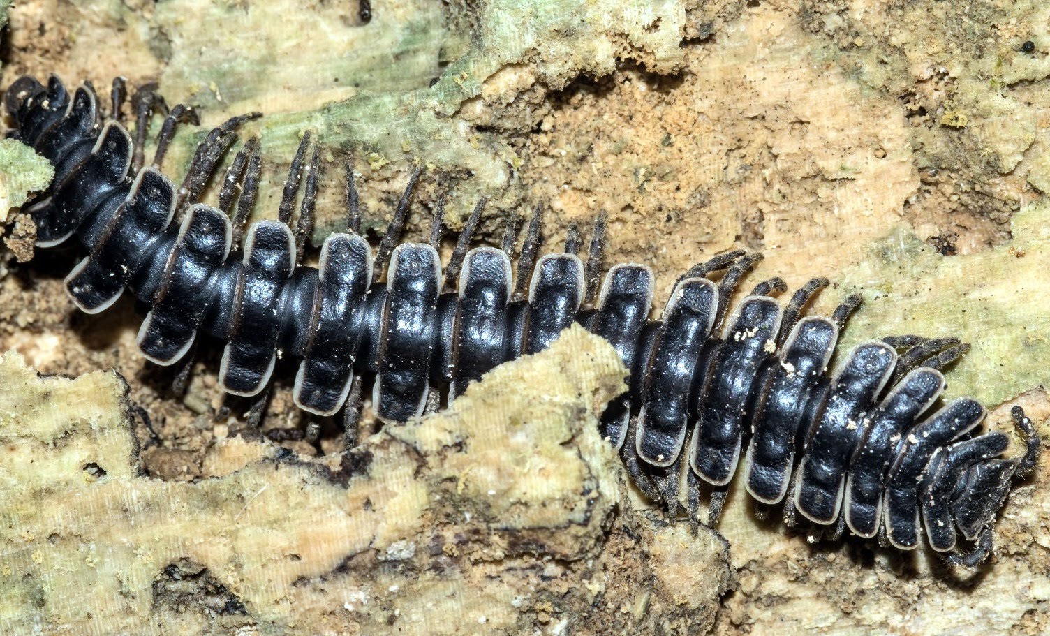 Taxonomía Arthropoda: Clase Diplopoda