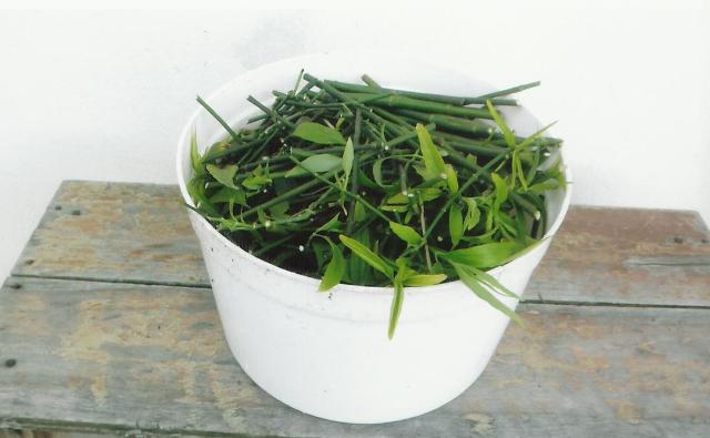 Sabah Snake Grass - Welcome To Kenzie's World Without Sufferings