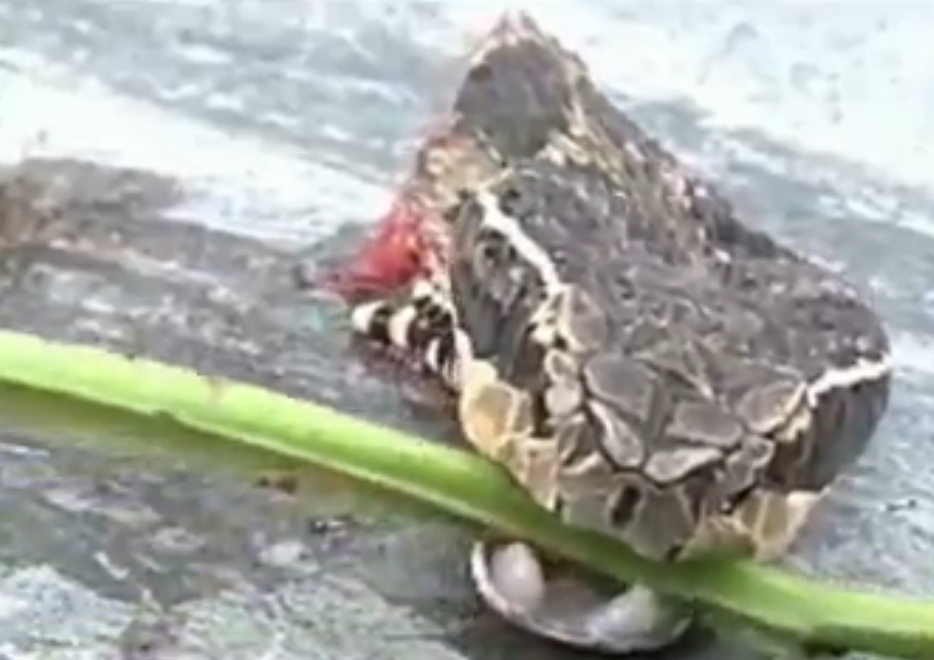 Video snapshot of snake head still biting after it’s been severed