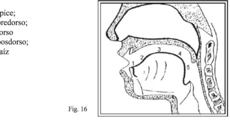 Blog de Voz: PROYECCIÓN VOCAL, IMPOSTACIÓN VOCAL Y ESQUEMA CORPORAL VOCAL