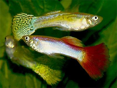 Livebearer Fish - DISABLE